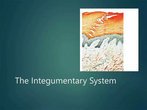 3 Integumentary System Ppt