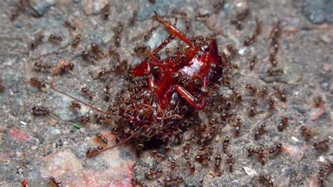 Small Aggressive Ants Attack A Large Black Live Cockroach At Night And Bite It 50138681 Stock