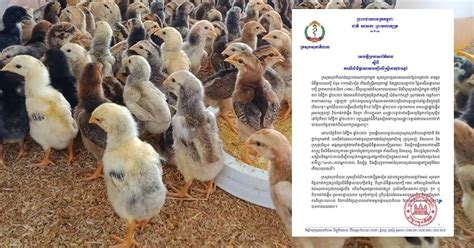 ក្រសួងសុខាភិបាល ចេញសេចក្តីប្រកាសព័ត៌មាន ស្តីពីករណីជំងឺផ្តាសាយបក្សីលើស្ត្រីអាយុ២១ឆ្នាំ