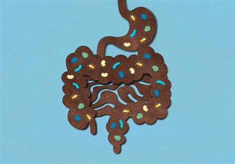 Gut Bacteria Boost Levels Of Sex Hormones With The Help Of Flatulence