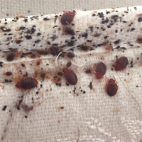Bedbugs Actual Size