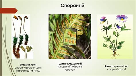Практична робота № 3 Порівняння будови мохів папоротей та покритонасіннних квіткових рослин