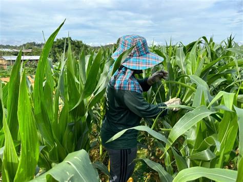 Maize Corn Hybrid Seed Production At Bukit Utama Remove Tasseling
