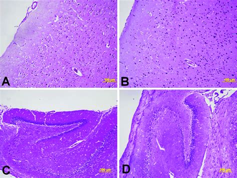 Light Microscopy Of Brain Tissue In Different Groups A A Cortical