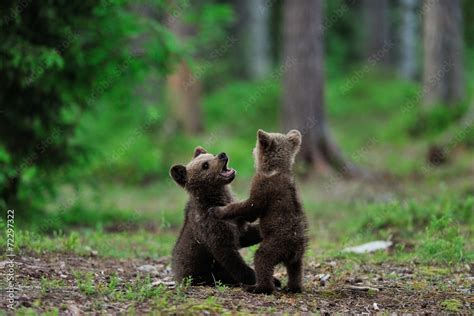 Brown Bear Cubs Playing Free Bear Meets Fox Image Download At