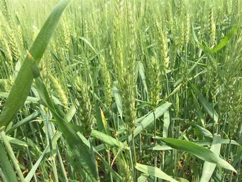 市場觀望2019年小麥最低收購價 每日頭條