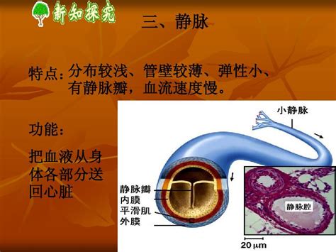 第二节 血管的结构 Word文档在线阅读与下载 无忧文档