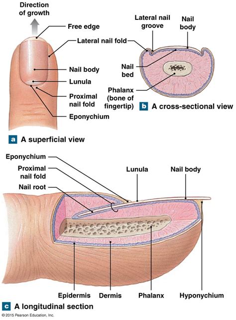 Label And Identify Nail Diagram And Its Structure The Struct
