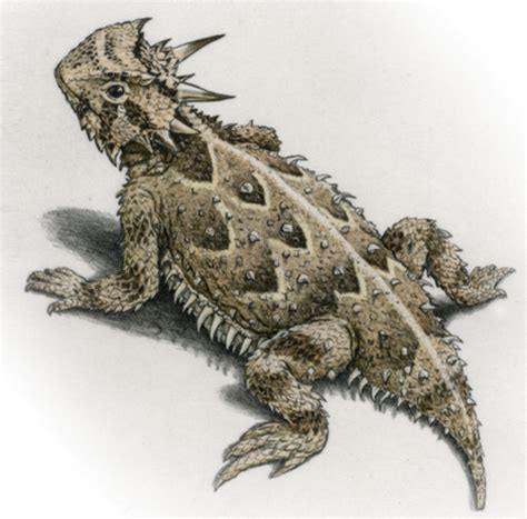 The Horny Toad Texas Monthly