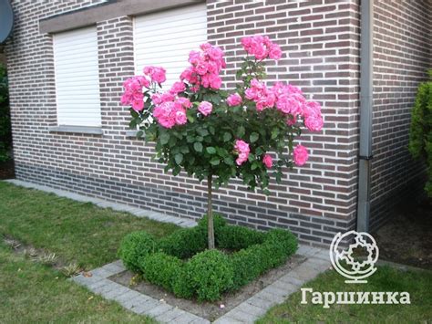 Штамбовая роза (73 фото) » НА ДАЧЕ ФОТО