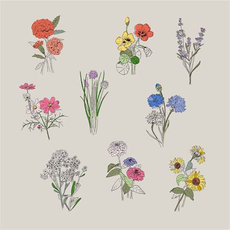 Seed Collection Packaging On Behance