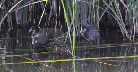 水库白骨顶白冠鸡骨顶鸡水鸟湿地生态 4096x2160 高清视频素材下载 编号 8863702 实拍视频 光厂 vj师网