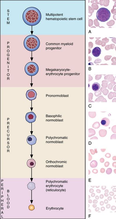 Erythrocyte Maturation Oncohema Key