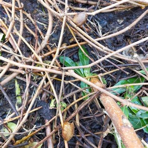 Transcaucasian Giant Mantis Hierodula Transcaucasica Insect Identification Guide Habitat And Facts