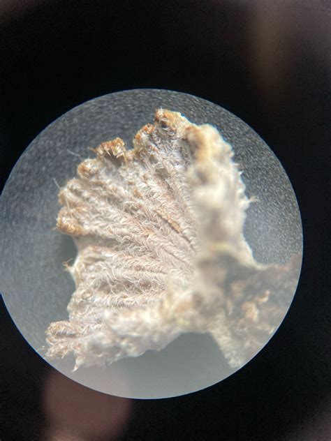 I Take Photos On My Phone And Put Some Here On Tumblr Mushroom Through A Dissection Scope