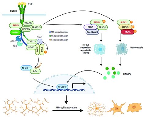 Tnfr1 Activation Promotes Nf κb Activation Via Cell Autonomous And Download Scientific Diagram