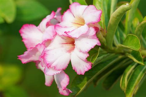 花 植物群 腺体 Pixabay上的免费照片 Pixabay