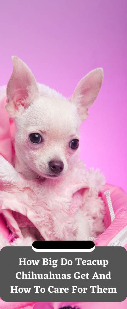 Teacup Chihuahuas Size And Care Guide Teacup Chihuahua Breed Full