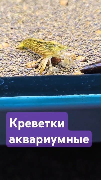 Креветка Банановый фильтратор Youtube