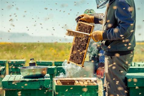 How To Extract Honey Using An Extractor 2024 Guide Bee Professor