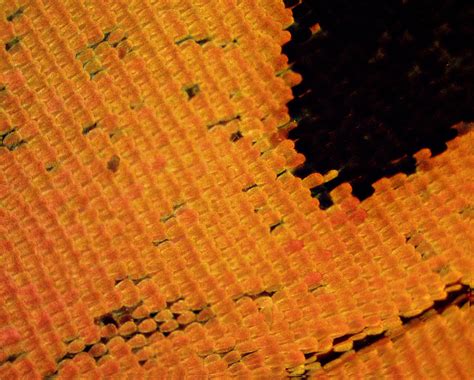 Butterfly Wing Under Microscope