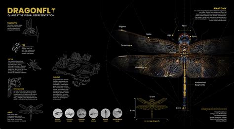 Qualitative Infographic Behance