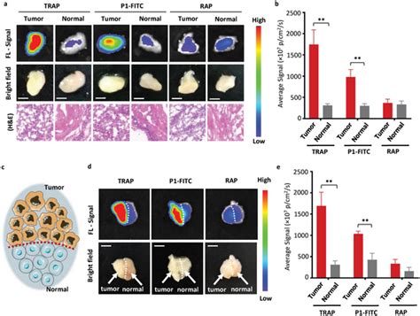 The Trap System Achieved High‐performance Imaging In Ex Vivo Human Download Scientific Diagram