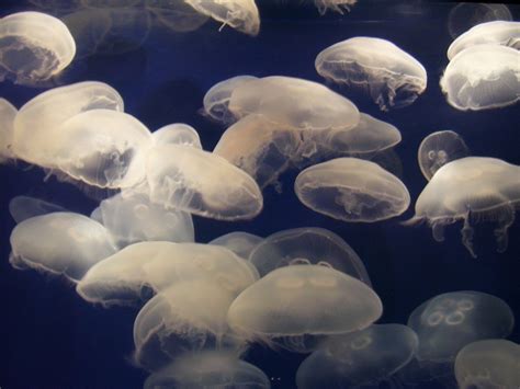 Demystifying Linked Lists Complete Tutorialimplementation With Tdd