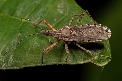 Premium Photo Adult Assassin Bug