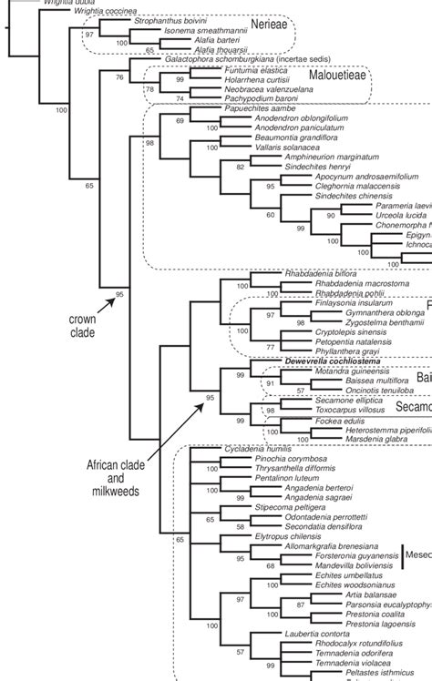 Fig S Strict Consensus Of 36 Most Parsimonious Trees Length 2412