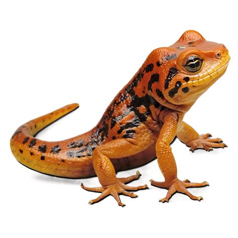 Newt Png Images 100
