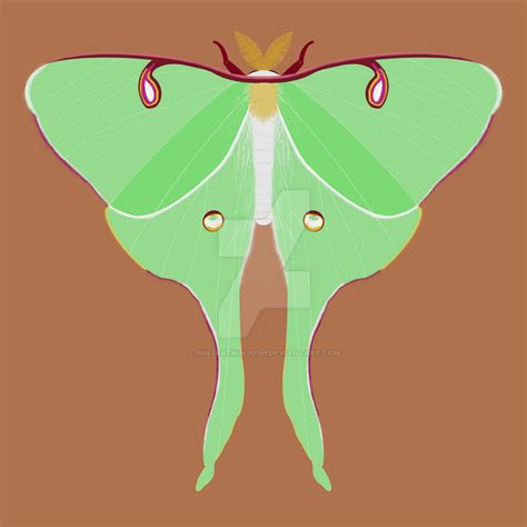 Luna Moth By Ninjartninjosh On Deviantart