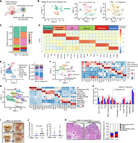 Streptococcus Anginosus Promotes Gastric Inflammation Atrophy And