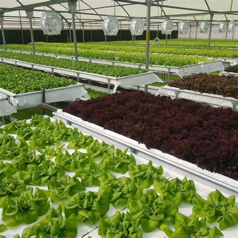 Efficiently Deep Water Culture Dwc With Planting Bench Commercial Dwc System Anti Algae