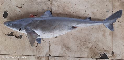 Squalus Japonicus Danh LỤc ĐỎ ViỆt Nam