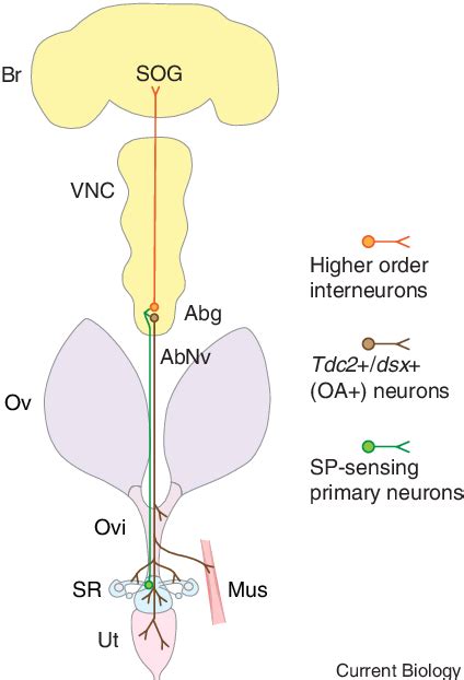 Figure 1 From Neural Circuits Anatomy Of A Sexual Behavior Semantic