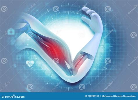 Tendon Anatomy Vector Illustration 118064480