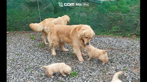 골든리트리버 분양 골댕이 분양 강아지 분양2023년 12월 11일부터 분양 문의 010 9464 9704 Youtube