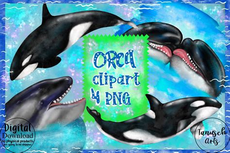 Orca Clipart Lovely Killer Whale Masterbundles