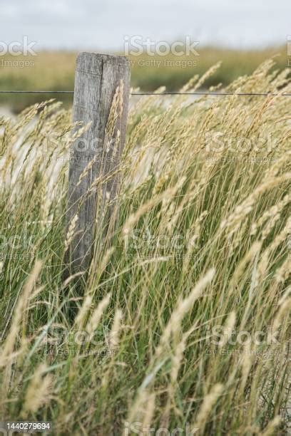 시골의 들판 한가운데서 자라는 밀 스파이크의 수직 선택적 초점 샷 건조한에 대한 스톡 사진 및 기타 이미지 건조한 계절 곡초류 Istock