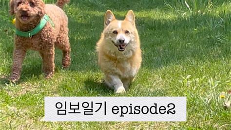 1m 목줄에 묶여있던 방치견들 임보일기 Episode 2 Youtube