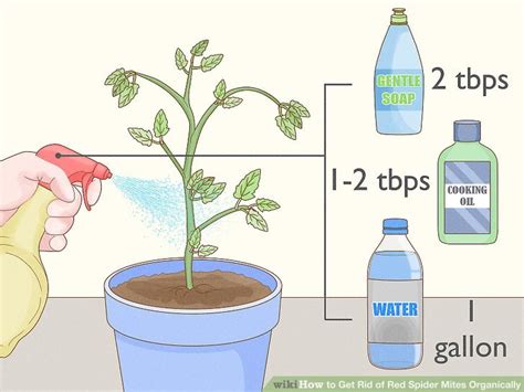 How To Get Rid Of Red Spider Mites Organically 14 Steps