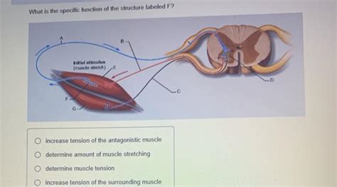 solved what is the specific function of the structure