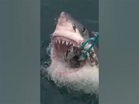 This Shark Bites Simon Nellist In Half And Eats Him Alive Youtube