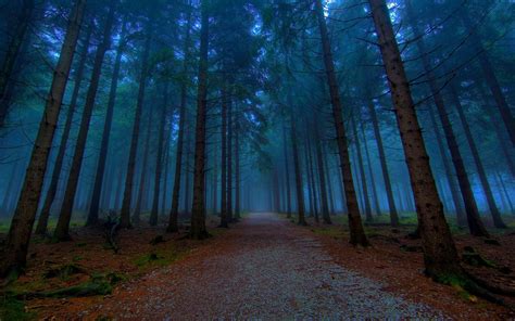 Night Forest Wallpapers Top Free Night Forest Backgrounds