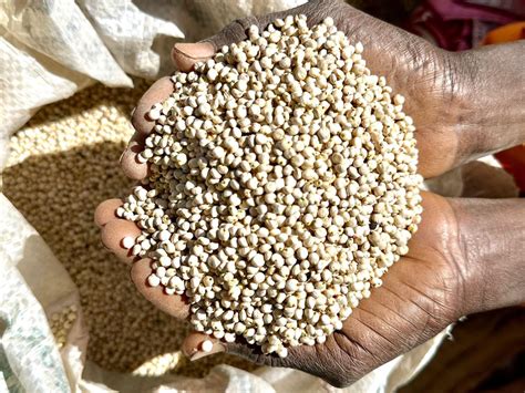 Transforming Nigerias Sorghum Seed System With The Fcmss Approach Cimmyt