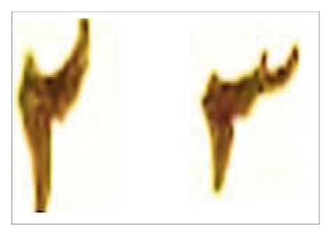 Similarity Among Urdu Characters And Numerals Download Scientific Diagram