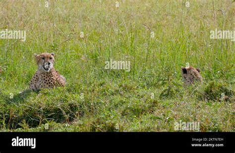 Female Cheetah Cub Maasai Mara Kenya Africa Stock Video Footage Alamy