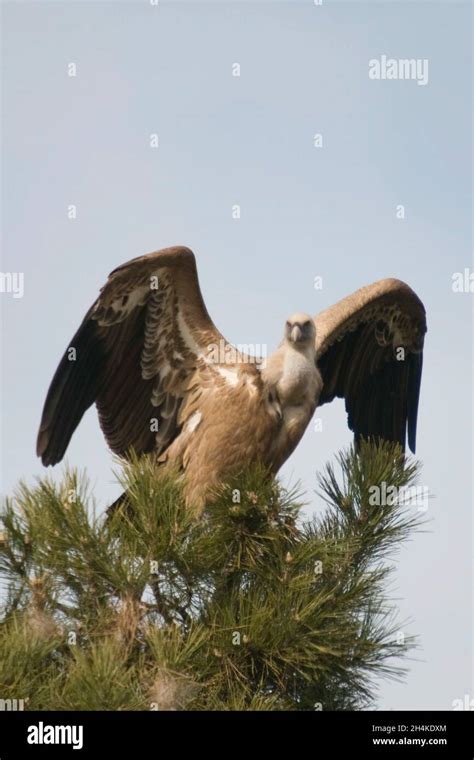 Gyps Fulvus The Griffon Vulture Is A Species Of Accipitriform Bird Of The Accipitridae Family