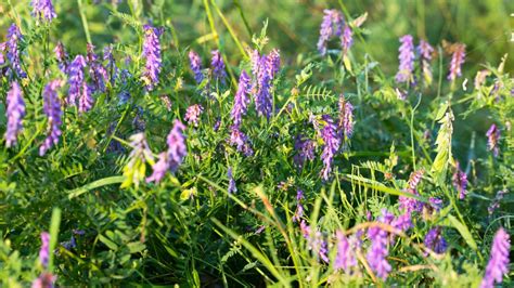 Hairy Vetch A Pollinator Plant And Great Cover Crop Epic Gardening